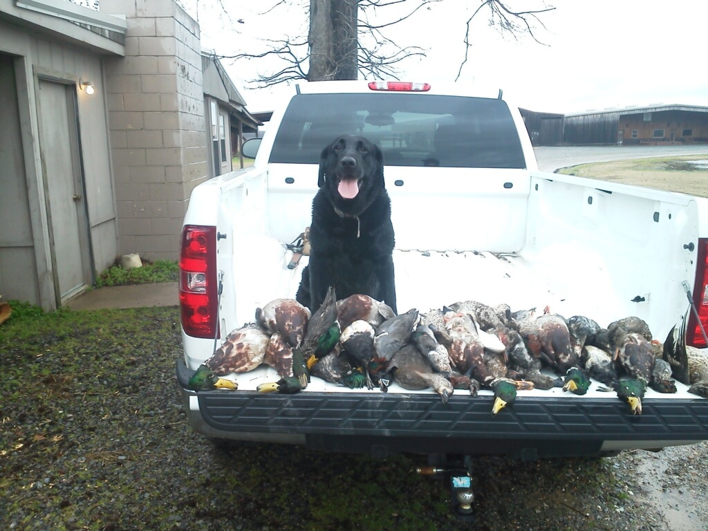 Flooded Timber Duck Hunts in AR | Guided Duck Hunts with Blazn Guns Hunting