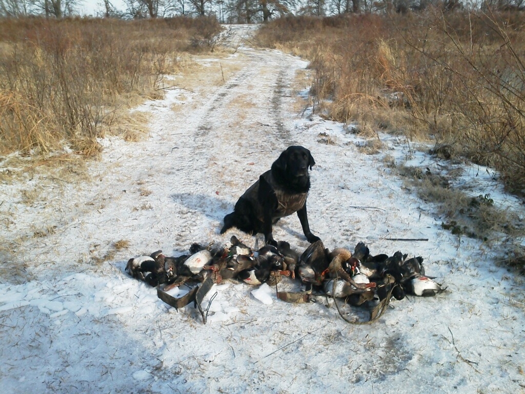 Flooded Timber Duck Hunts in AR | Guided Duck Hunts with Blazn Guns Hunting
